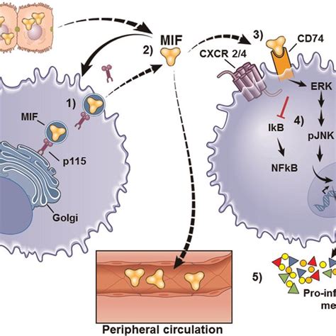 Dynamic Interactions Between Parenchymal And Non Parenchymal Cells In