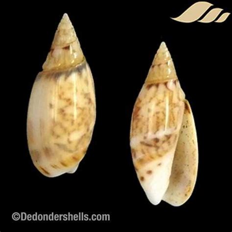 Olivella Pulchella 1 De Donder Shells