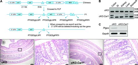 generation of ptges conditional knockout mouse model a design of