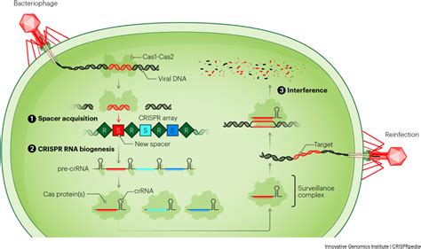 Crispr In Nature Innovative Genomics Institute Igi