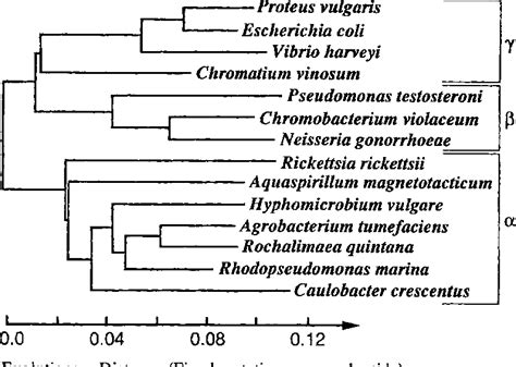 Figure 1 From Phylogenetic Analysis Of Aquaspirillum Magnetotacticum