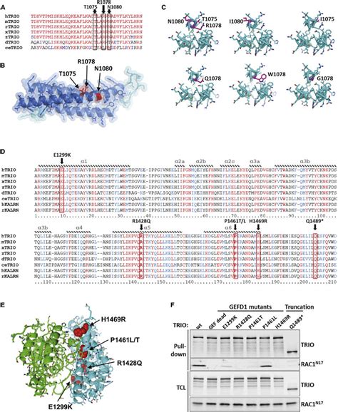 Mapping Of The Mutation Sites On The 3d Structure Of The Trio Spectrin