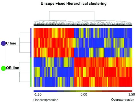 unsupervised hierarchical clustering of 1357 differentially expressed
