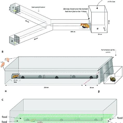 Schematic Representation Of The Experimental Designs For A The Y Maze