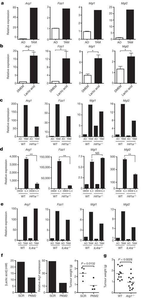 Functional Polarization Of Tumour Associated Macrophages By Tumour Derived Lactic Acid Nature