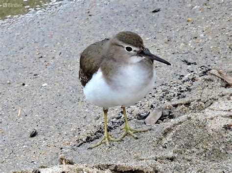 Photos Of Species Actitis Macularius Birdier