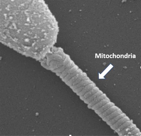 Mitochondrion Definition And Examples Biology Online Dictionary