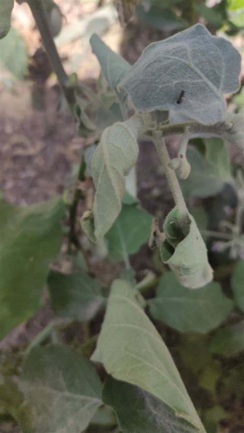 How To Treat Wilting Disease On Eggplant