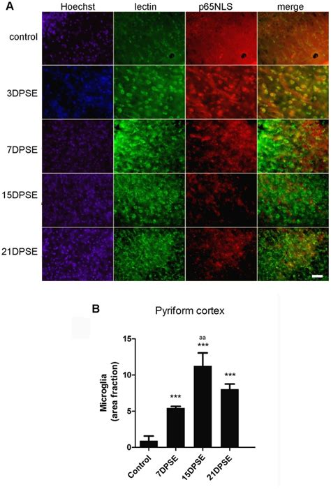 A Images Show The Tomato Lectin Positive Cells In The Pyriform Cortex Download Scientific