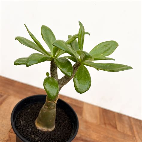 Tylecodon Paniculatus【チレコドン・パニクラータス】 Rimos Green 【saboten And Succulent】