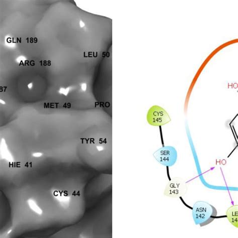 Docked Pose Of Leucopelargonidin With Sars Cov 2 Plpro Left 3d View