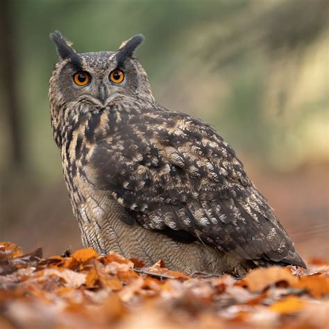 Do Owls Eat Rabbits Heres The Truth Bird Nature