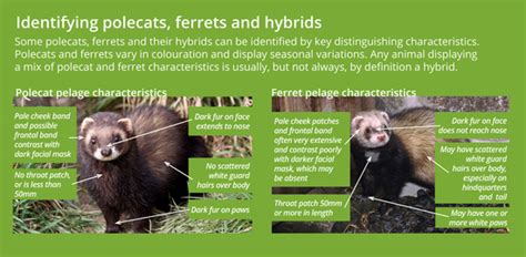 Vincent Wildlife Trust National Polecat Survey 2024 2025