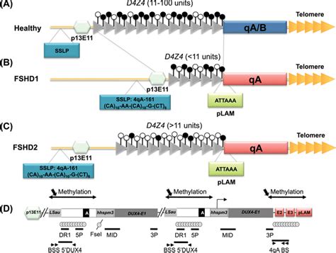 Schematic Representation Of The 4q35 Subtelomeric Locus A The D4z4