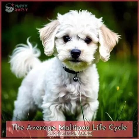 Maltipoo Lifespan How Long Do These Pups Live