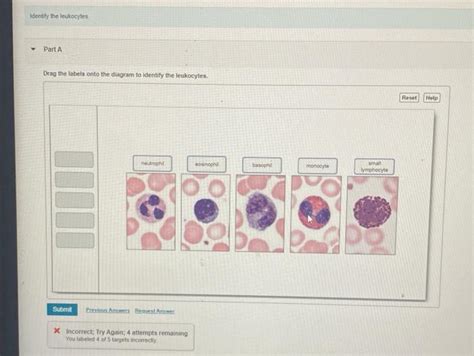 the diagram to drag the labels onto the identify leukocytes