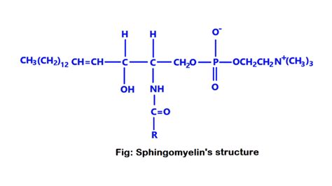 Sphingomyelin Structure