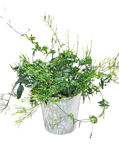 Jasmin Quand Les Fleurs Sen Mêlent