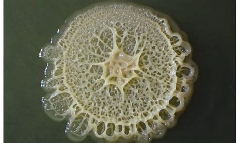 Contact Microbial Genomics Laboratory