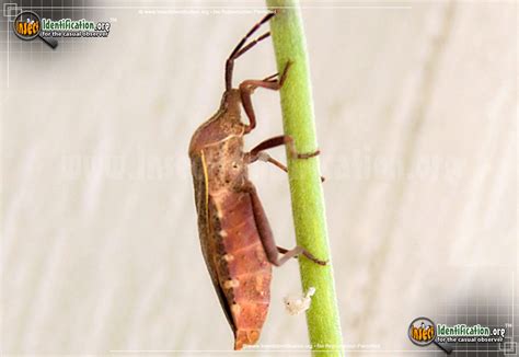 Leaf Footed Bug