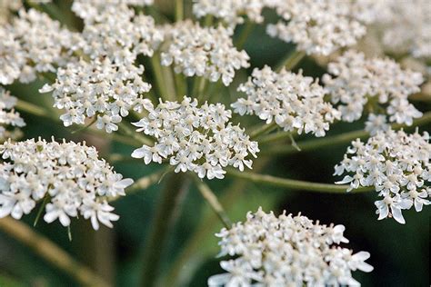 Minnesota Seasons American Cow Parsnip