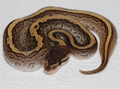 Jigsaw Ball Python For Sale Unique Patterns Available