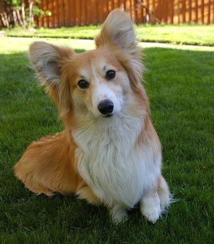 Long Hair Corgi Adorable And Fluffy