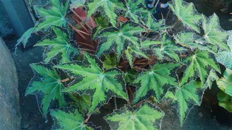 What Is Star Begonia At Alannah Wrigley Blog
