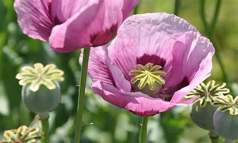 Papavero Da Oppio Papaver Somniferum Amaperbene It