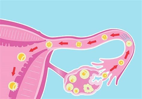 Купете онлайн 5 билки за повишаване на Прогестерона Bilki Bg Натурално здраве и хармония