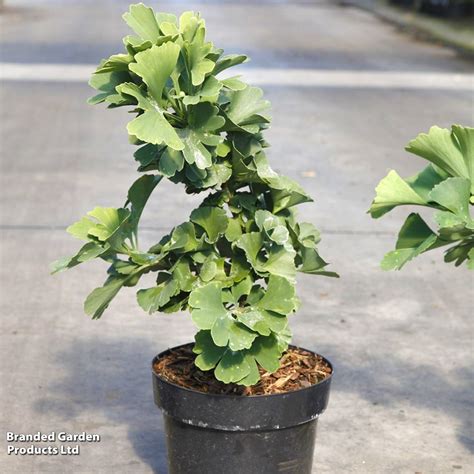Ginkgo Biloba Troll Dobies