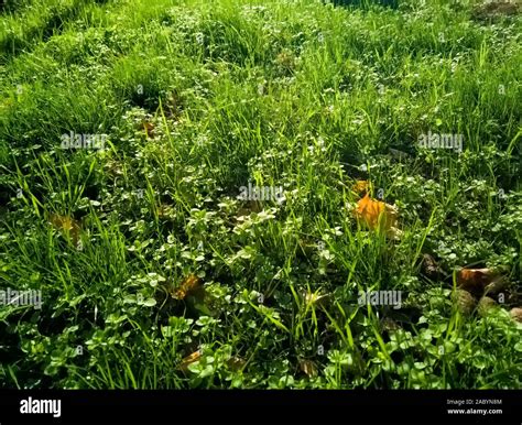 Green Grass And Autumn Leaves Close Up Background Perspective View