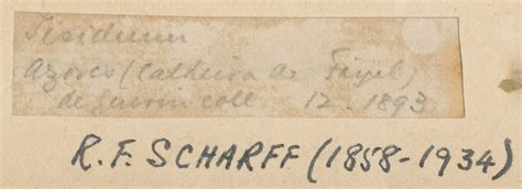 Scharff Label From A Catalogue Of Labels Compiled And Identified By