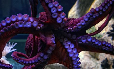 Westerly Sun Column The Many Tentacles Of The Octopus Canon