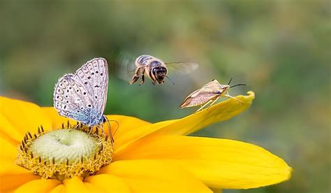 What Is The Importance Of Insects In The Ecosystem Worldatlas