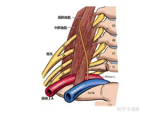 短粗脖子！手臂麻！颈椎病最重要的一块肌肉 斜角肌 知乎
