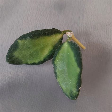 Rare Hoya Mathilde Silver Fresh Cutting Plant Houseplant Etsy Uk