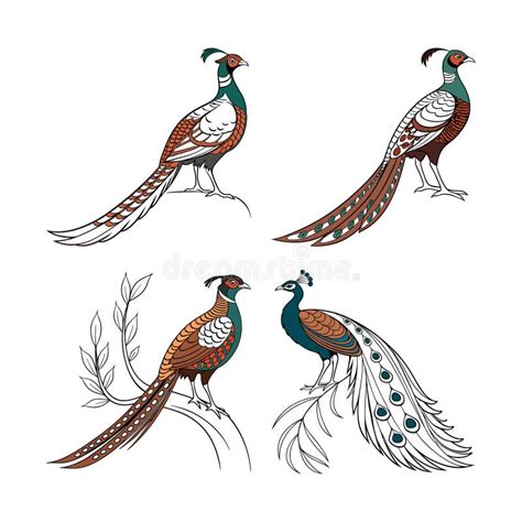 Realistic Bronze Tailed Peacock Pheasant Illustration Stock Vector