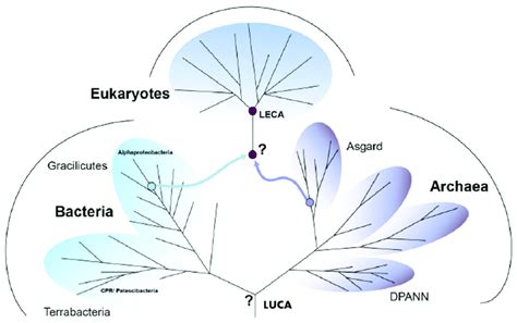 Tree Of Life The Tree Of Life Contains Three Major Branches Bacteria