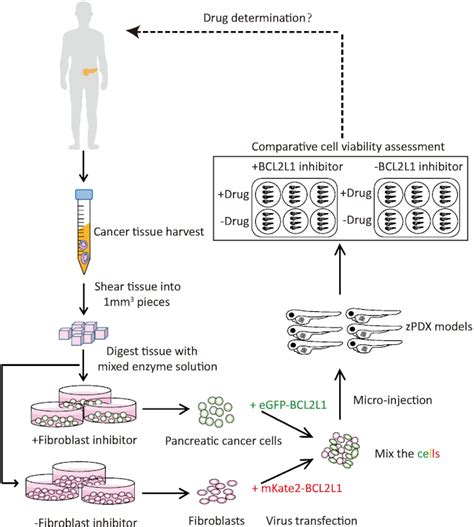 Patient Derived Heterogeneous Xenograft Model Of Pancreatic Cancer