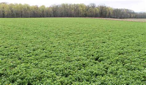 Alfalfa Hay Field