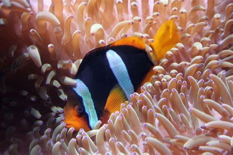 Clown Fish Free Stock Photo Public Domain Pictures