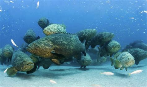 5 Goliath Grouper Myths Grouper Luna