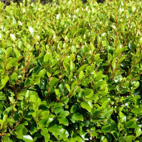 Buy Griselinia Littoralis Canterbury Online Southern Woods