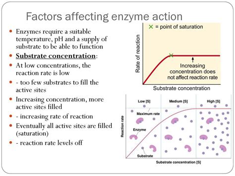 Section 6 – Metabolism & Enzymes - ppt download