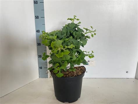 Ginkgo Biloba Troll — Plant Wholesale Floraccess