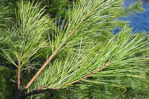 Spruce Vs Pine Vs Fir Tips To Tell Them Apart Gardensline