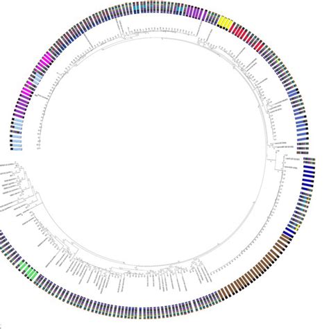 Phylogenetic Reconstruction And Gene Flow Based On The Concatenated