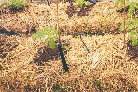 Everything You Need To Know About Straw Bale Gardening
