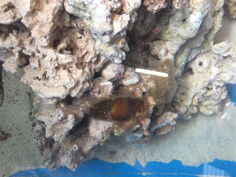 Epaulette Shark Egg Captive Bred Shark And Reef